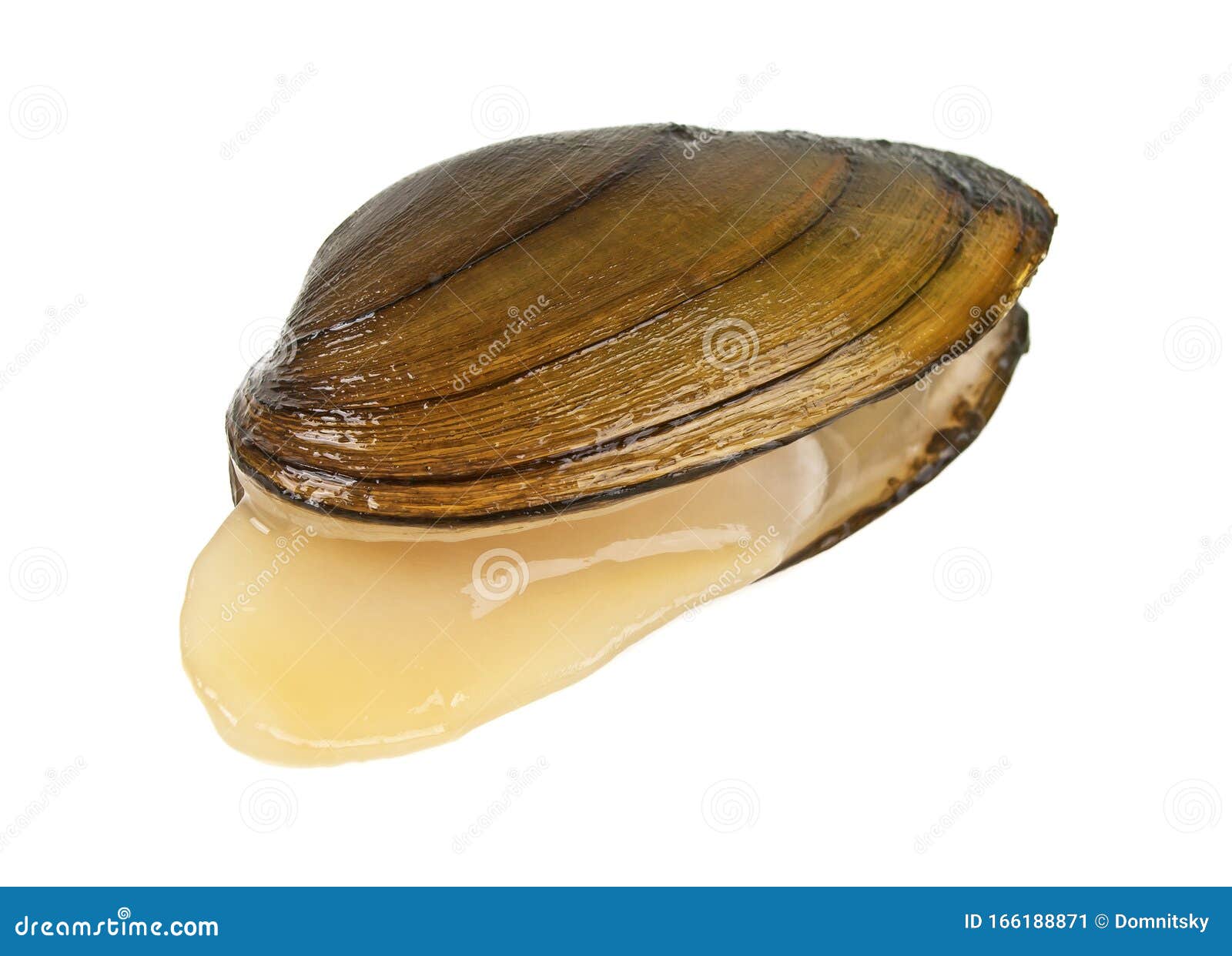 Isolated on a White Background Stock Image - Image of background ...