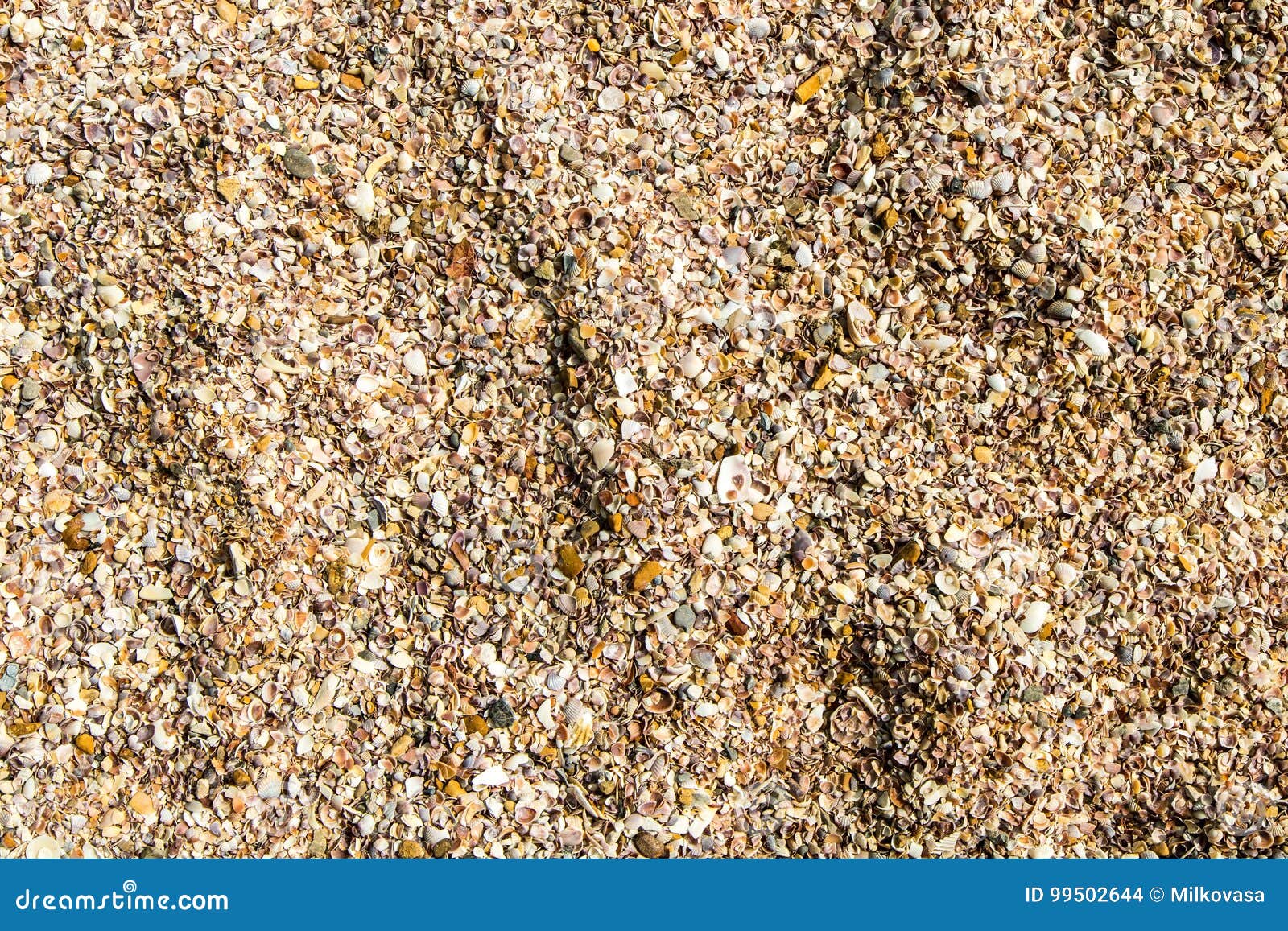 Mollusc shells stock photo. Image of seashore, seascape - 99502644