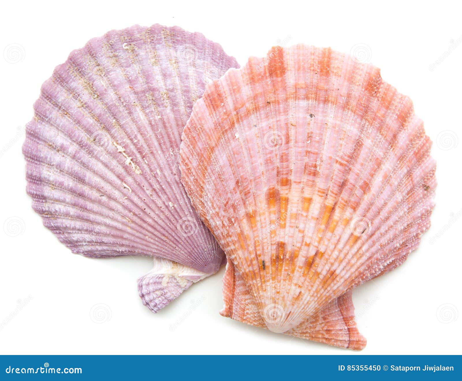 Mollusc Shells Isolated on White Stock Photo - Image of mollusk ...