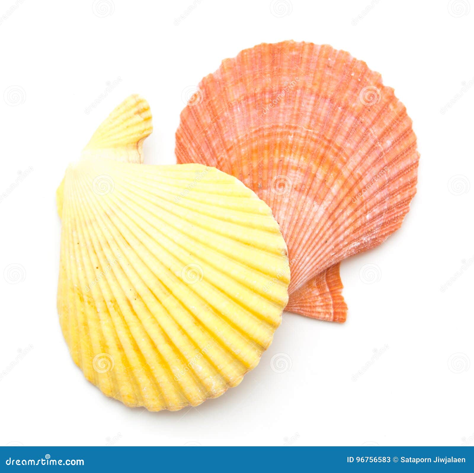 Mollusc Shells Isolated on White Stock Image - Image of isolated ...