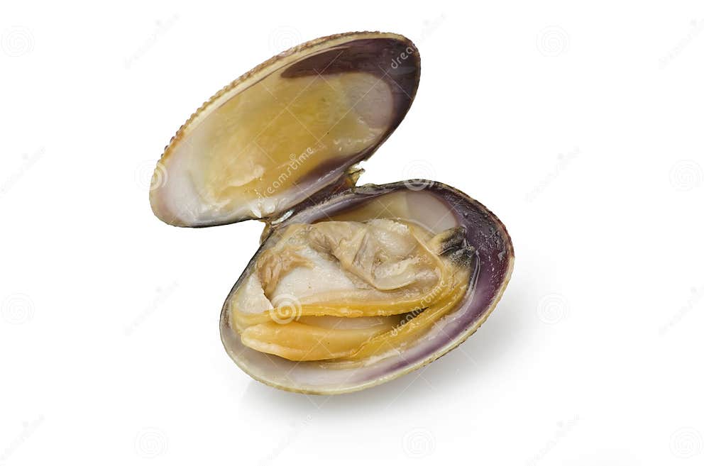 Open stock image. Image of closeup, shellfish, nutrition - 25909717