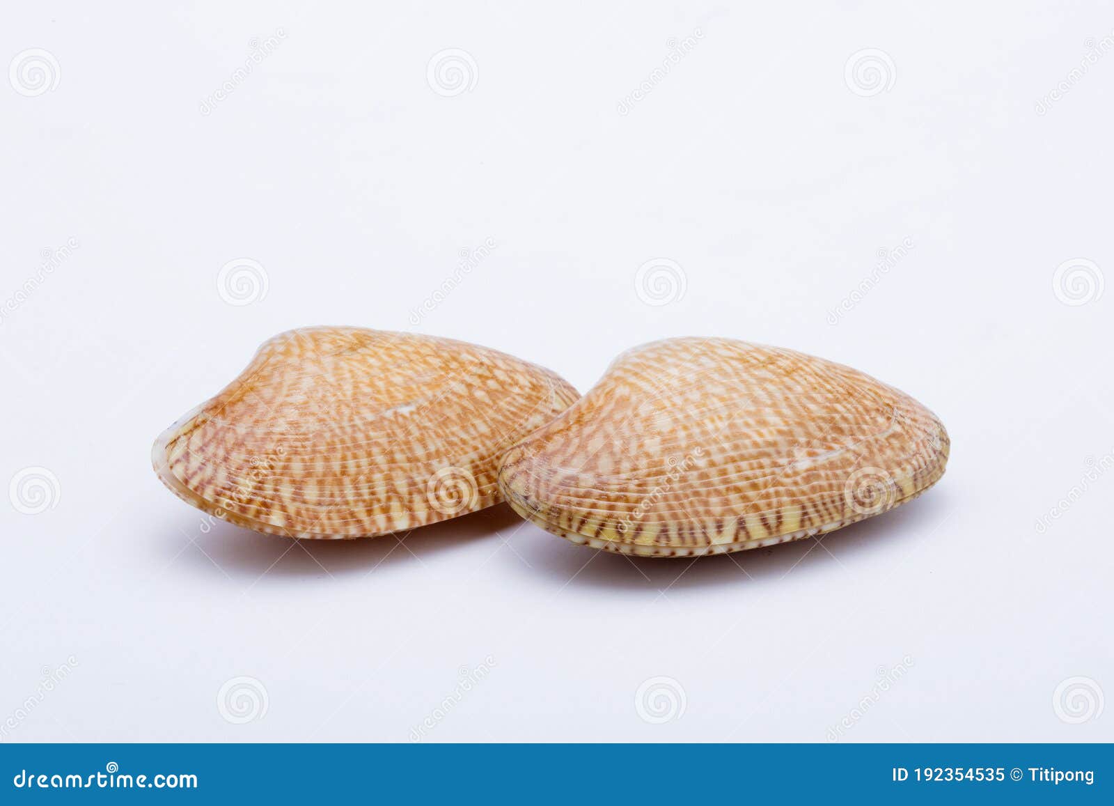 By placing a heart shape stock image. Image of mollusc - 192354535