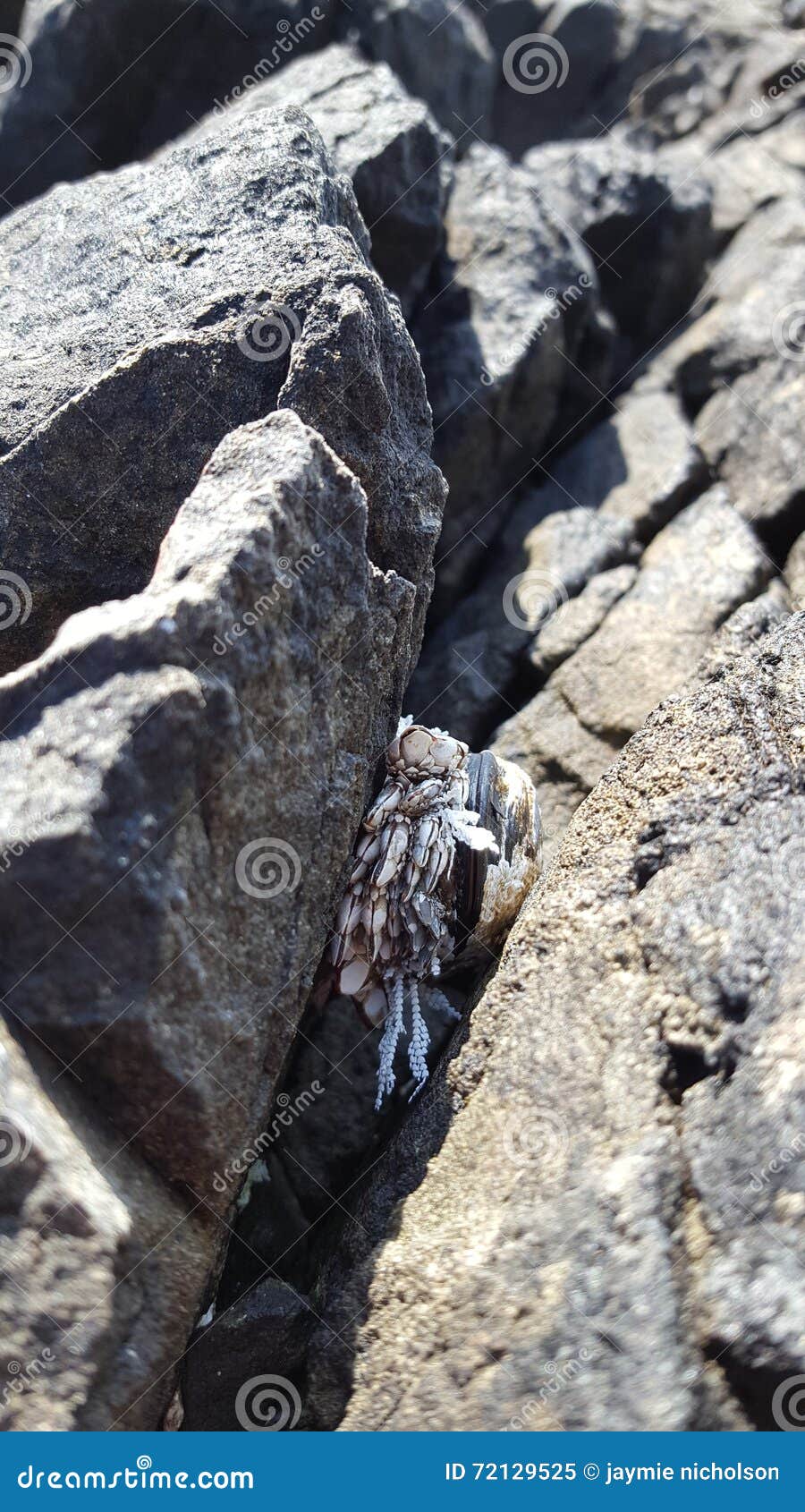 On rocks stock image. Image of ocean, coral, stuck, rocks - 72129525