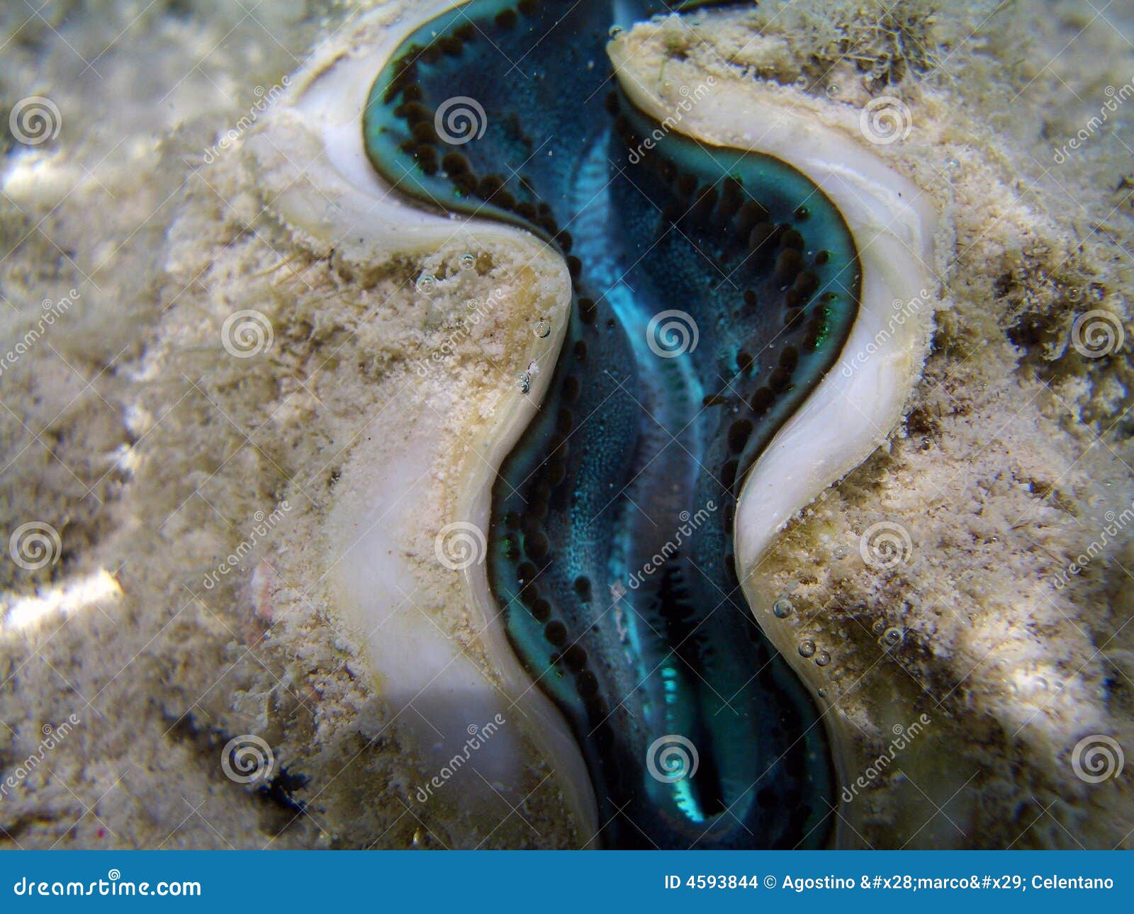 Clam s shell stock photo. Image of underwater, keys, tropical - 4593844