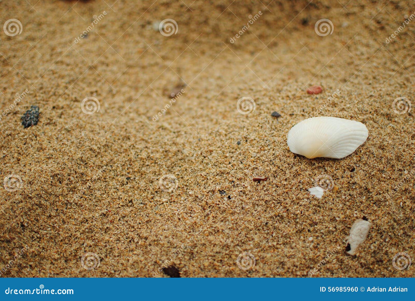 In the sand stock photo. Image of pebble, holiday, beauty - 56985960