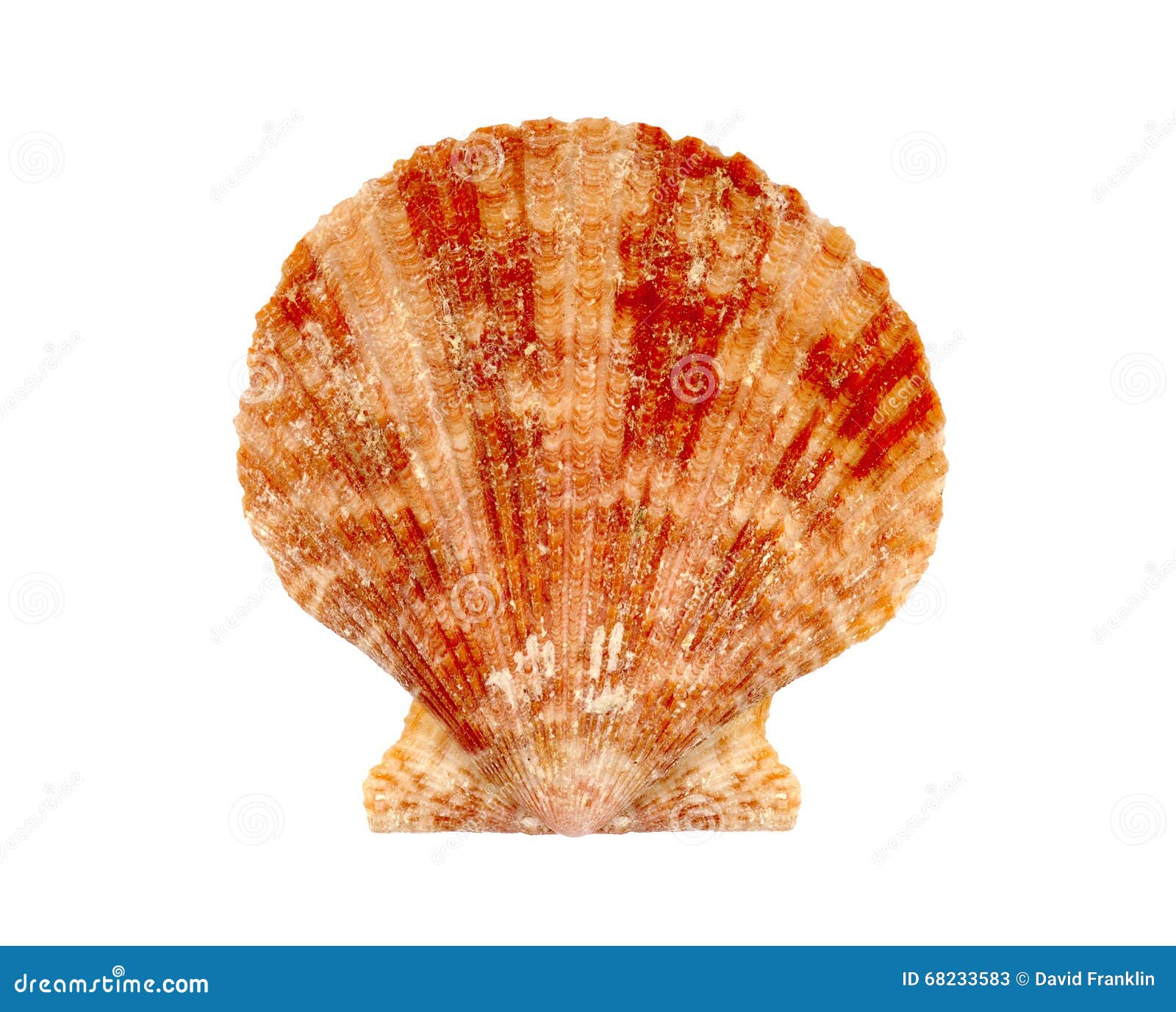 Or Scallop Seashell Isolated on White Background Stock Image - Image of ...