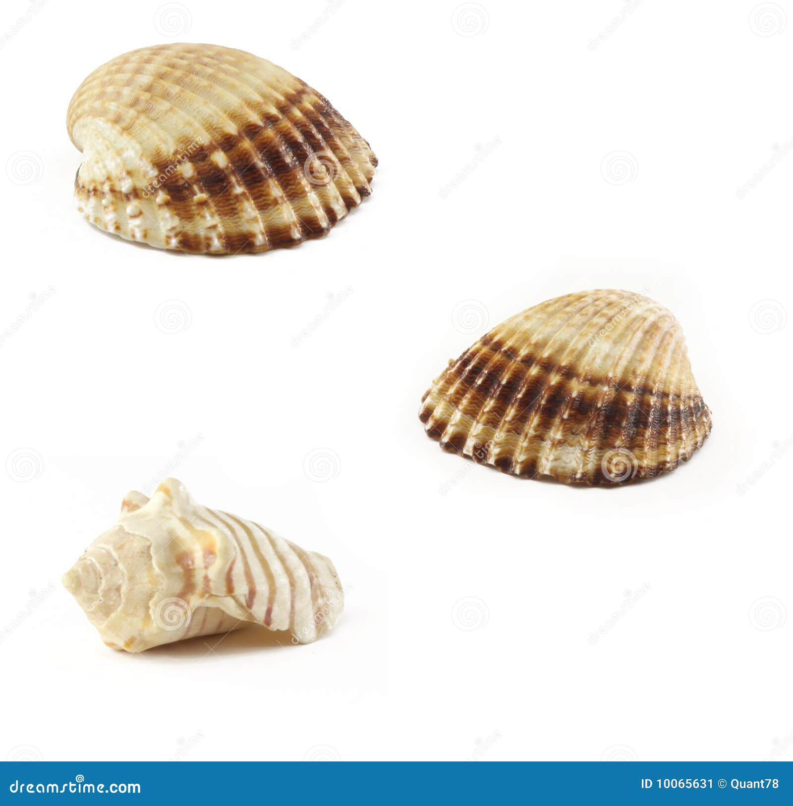 Clam-shell stock image. Image of cockle, shell, mollusks - 10065631