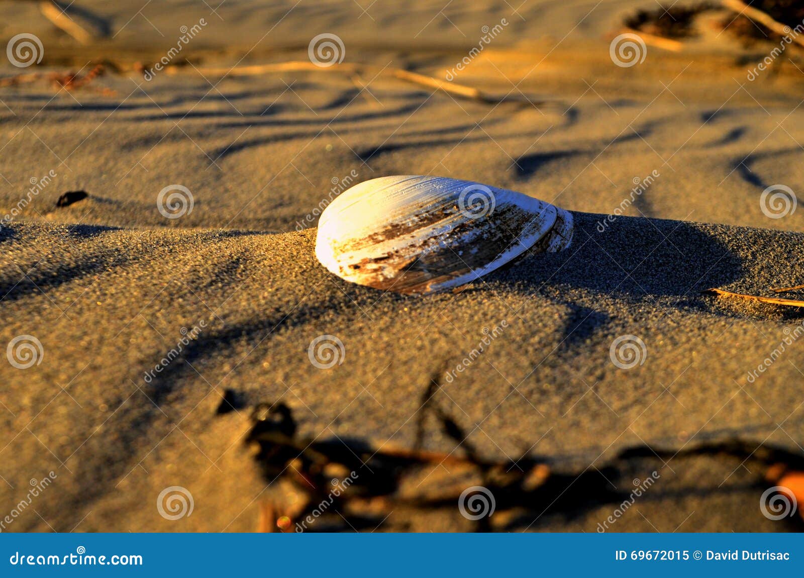 Shell on the beach stock image. Image of sand, shot, shell - 69672015