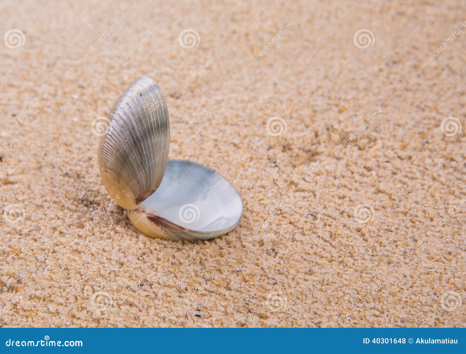 Clam Shell on Beach Sand I foto de archivo. Imagen de playa - 40301648