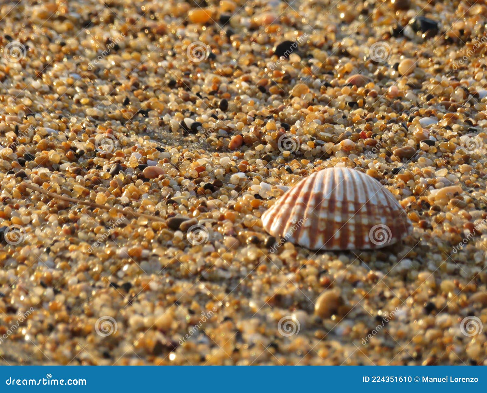 Shell on the Beach Washed Away by the Waves Stock Photo - Image of ...