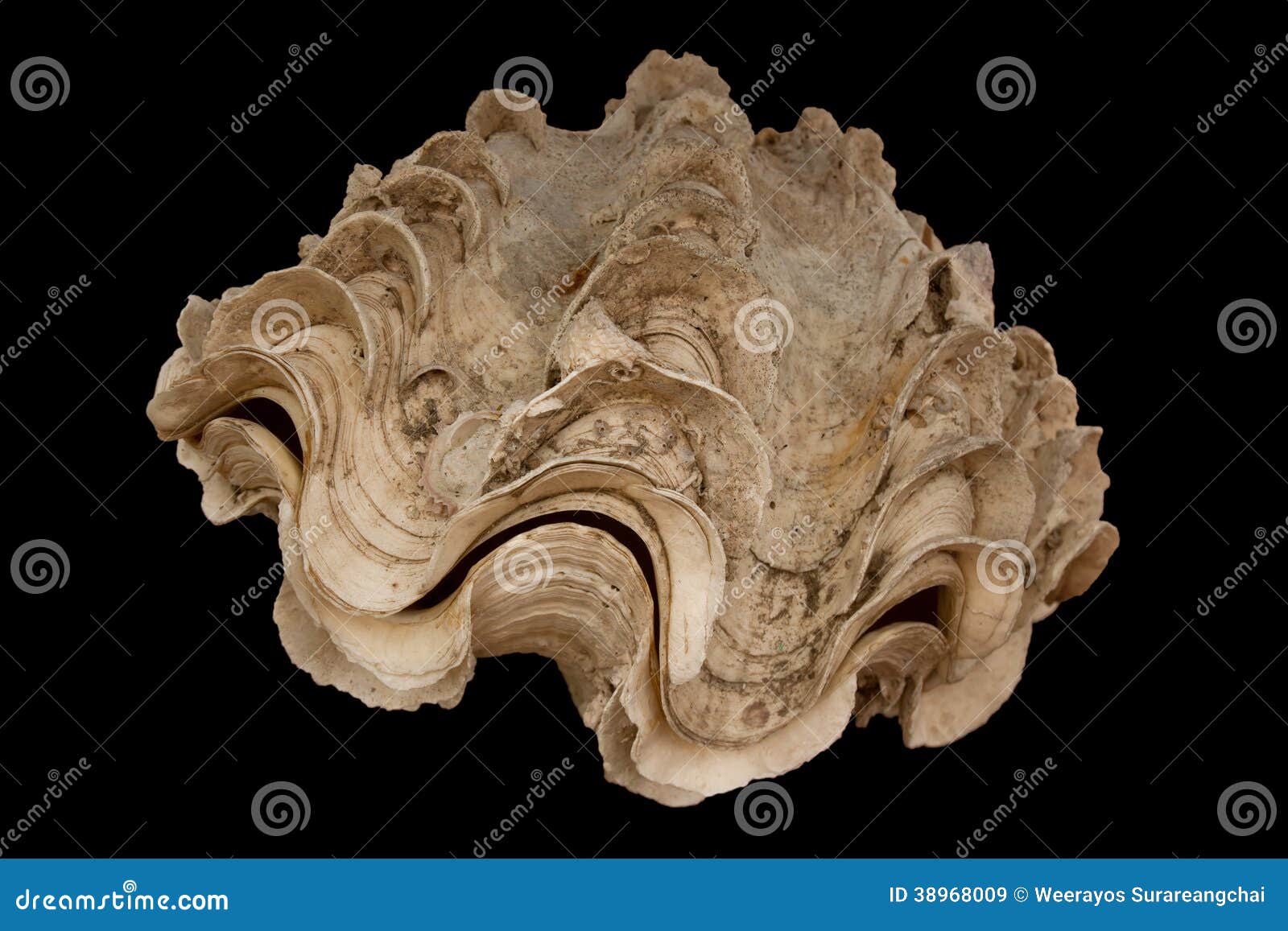 Shell on black background. stock image. Image of invertebrate - 38968009