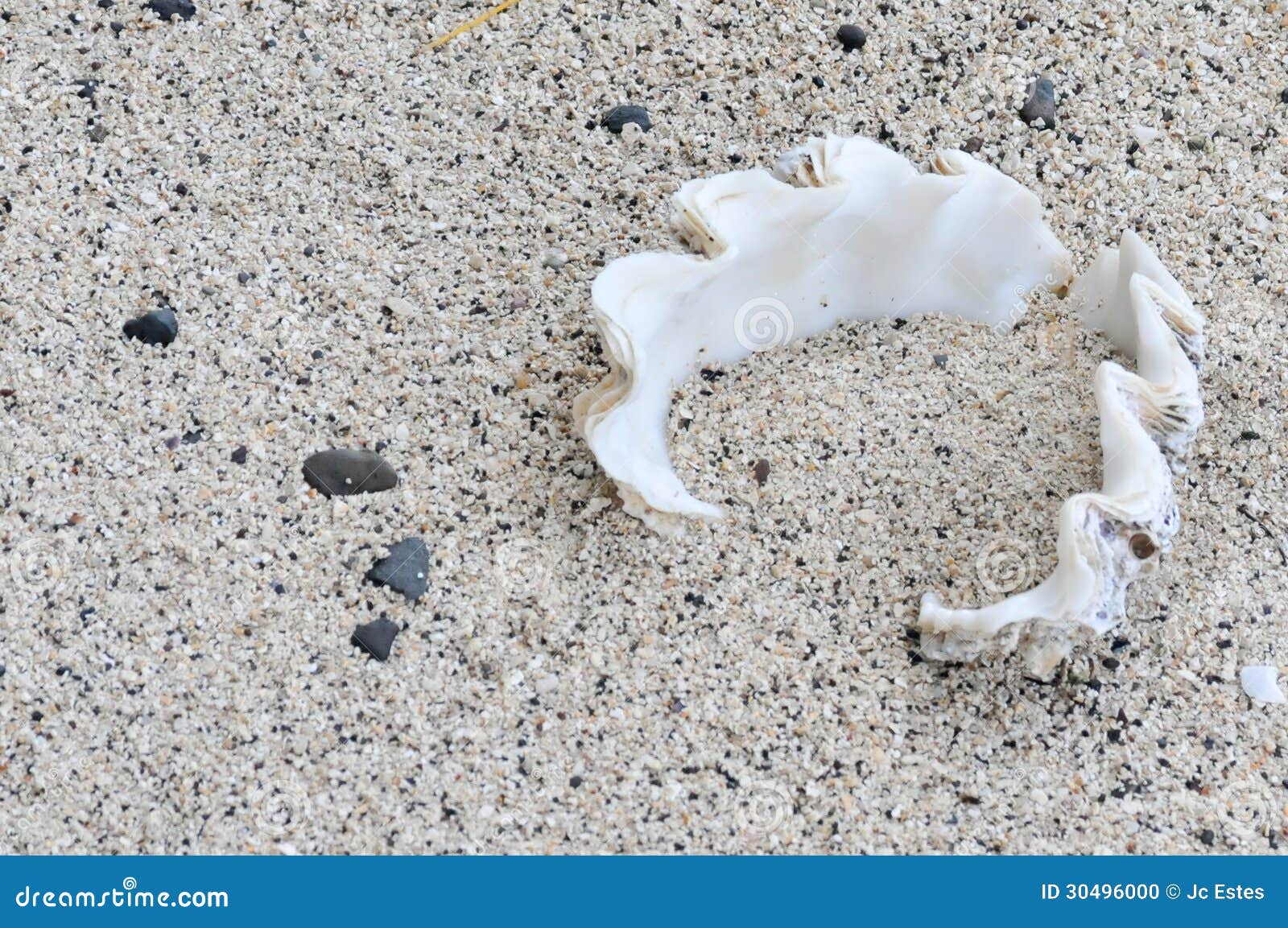 Shell Buried in the Sand stock photo. Image of abstract - 30496000