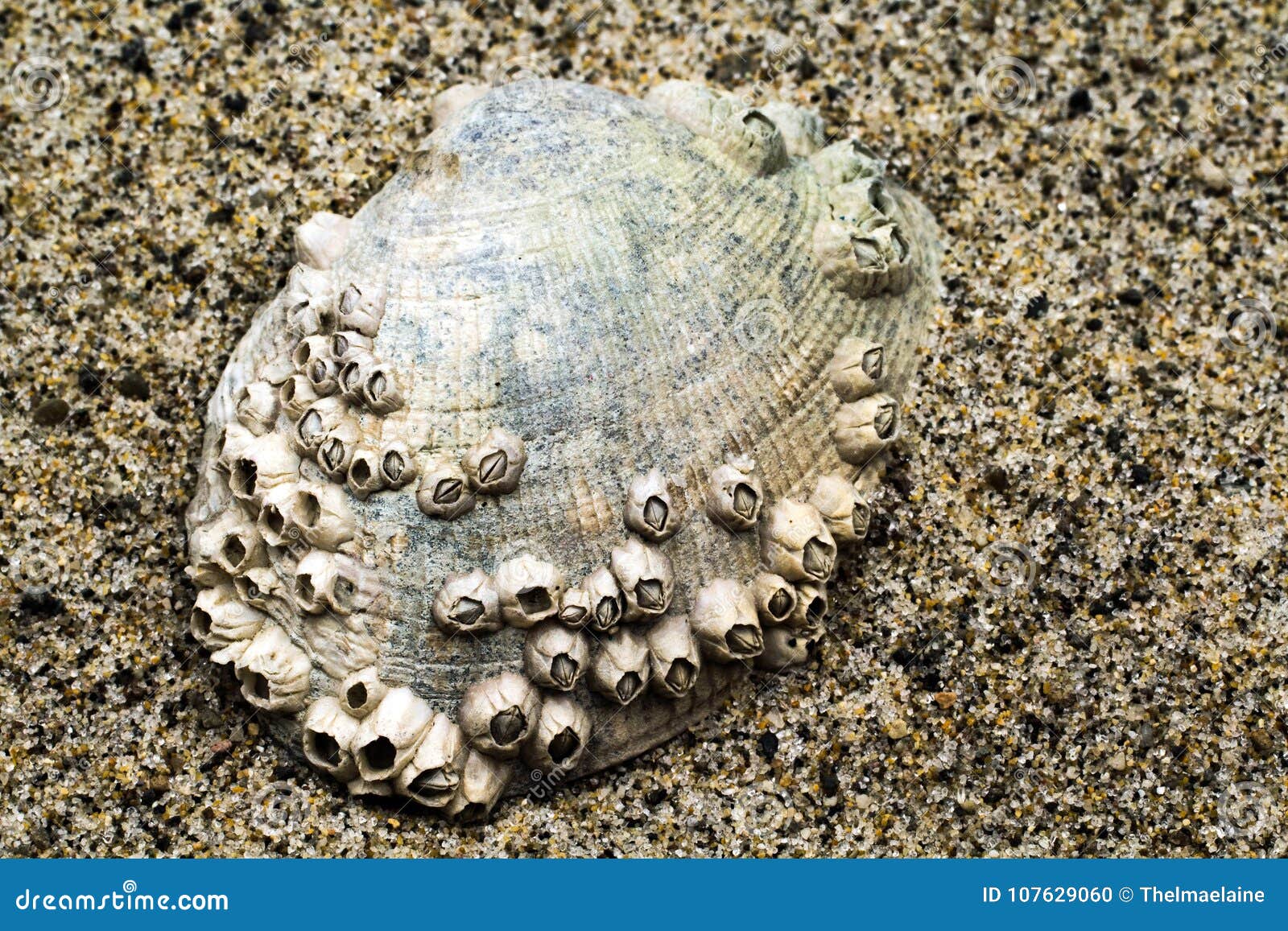 Shell Encrusted with Barnacles Stock Photo - Image of beach, coast ...