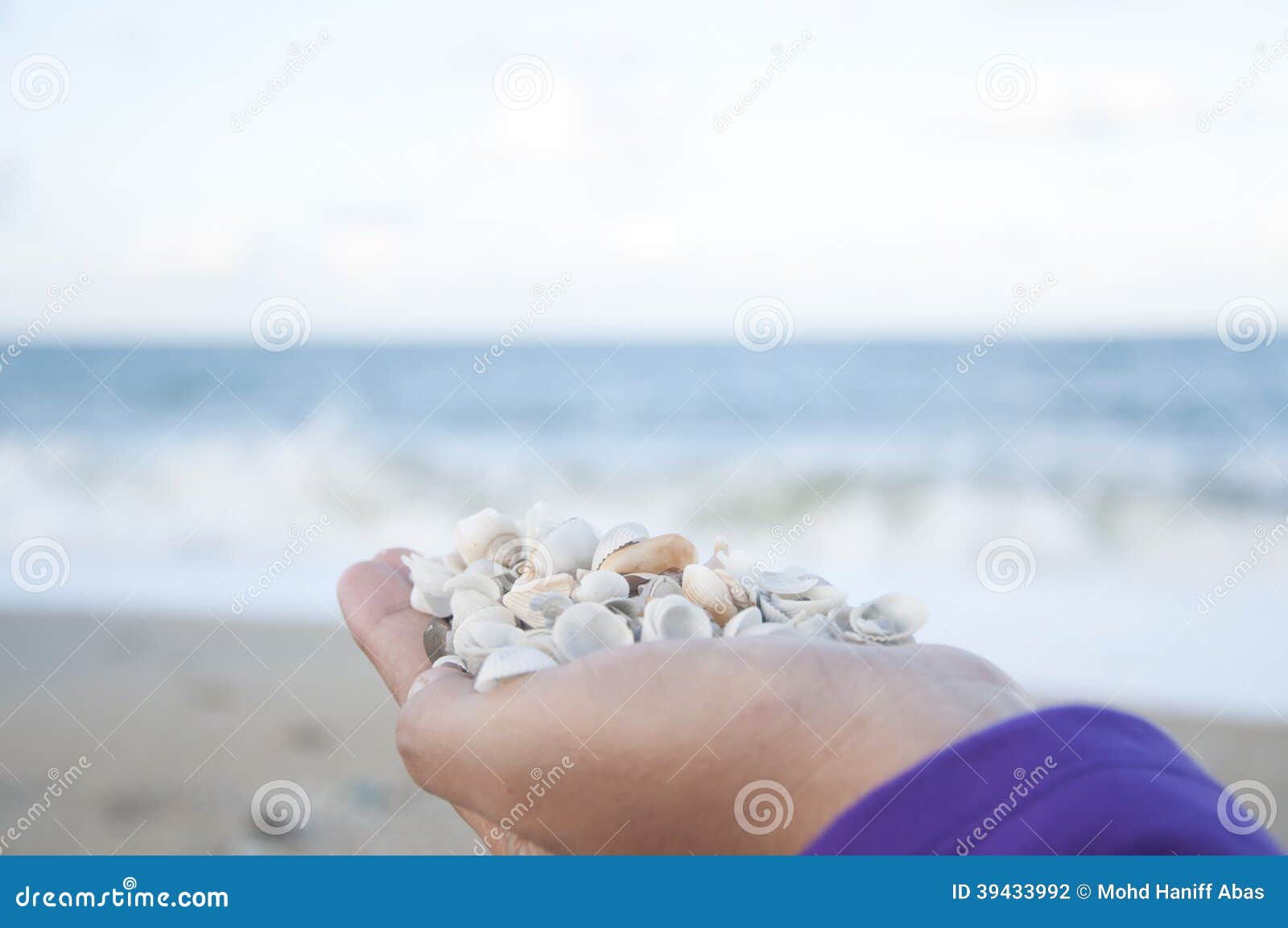 Shell stock photo. Image of cluster, beauty, vacation - 39433992
