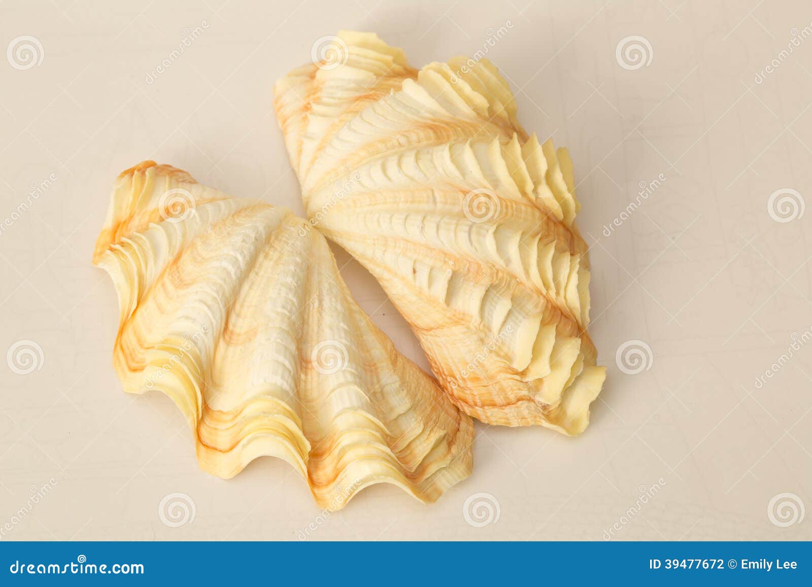 Clam Shell Heart Stock Photo - Image: 39477672