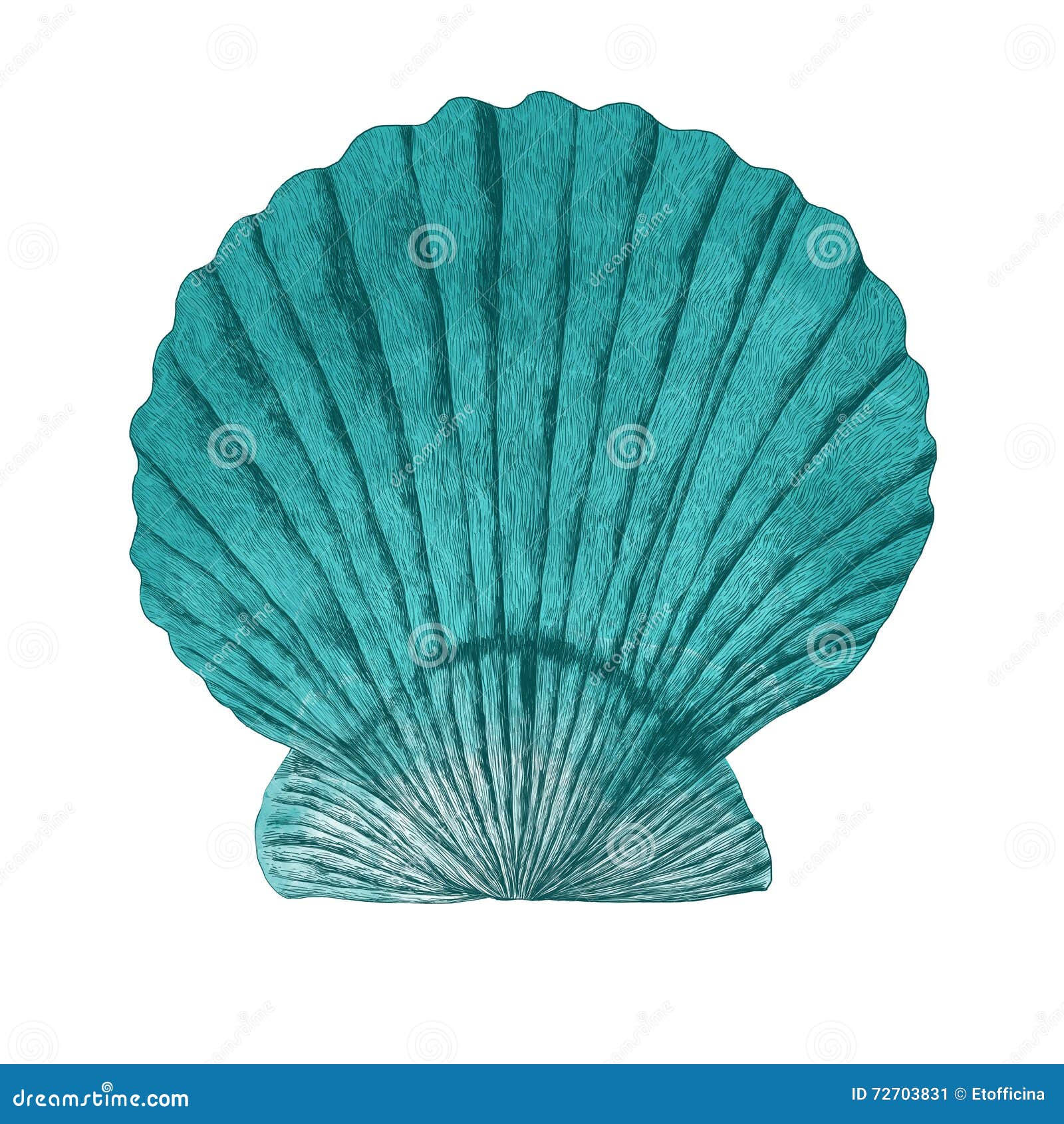 Shell stock illustration. Illustration of jacques, shell - 72703831