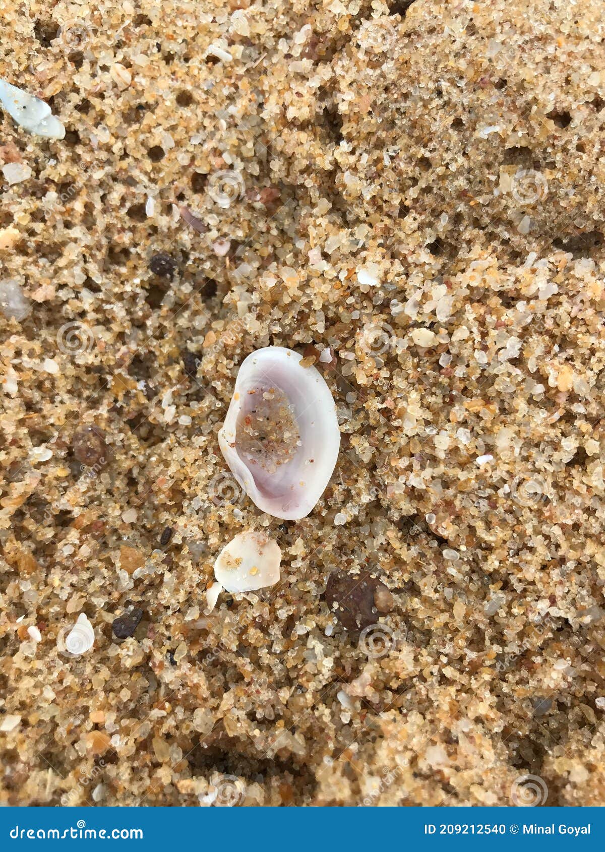 Shell on an island beach stock photo. Image of type - 209212540