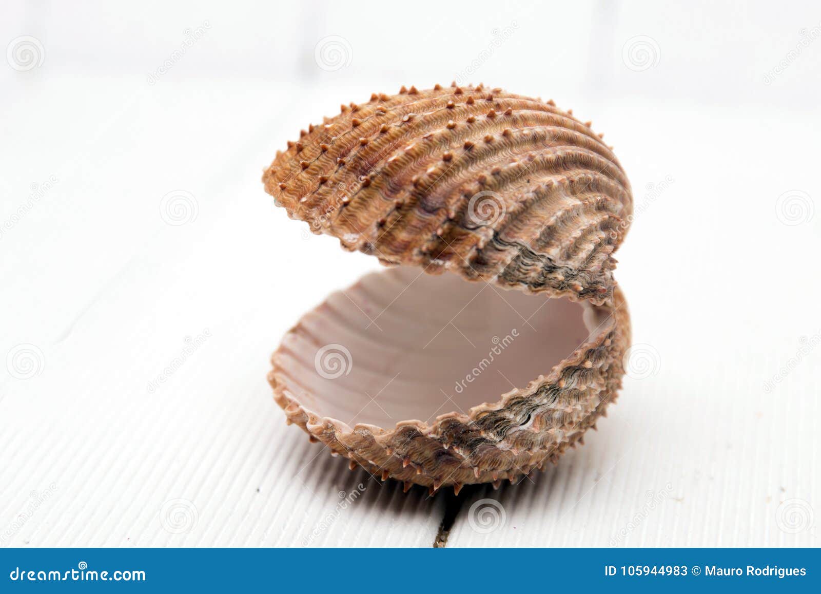 Shell isolated stock image. Image of shellfish, empty - 105944983