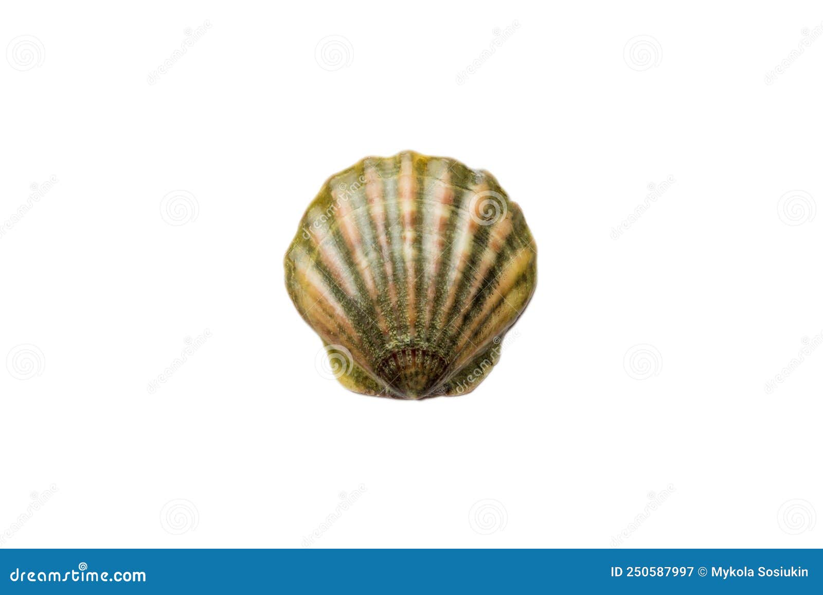 Shell Isolated on White Background. Perspective View Stock Image ...