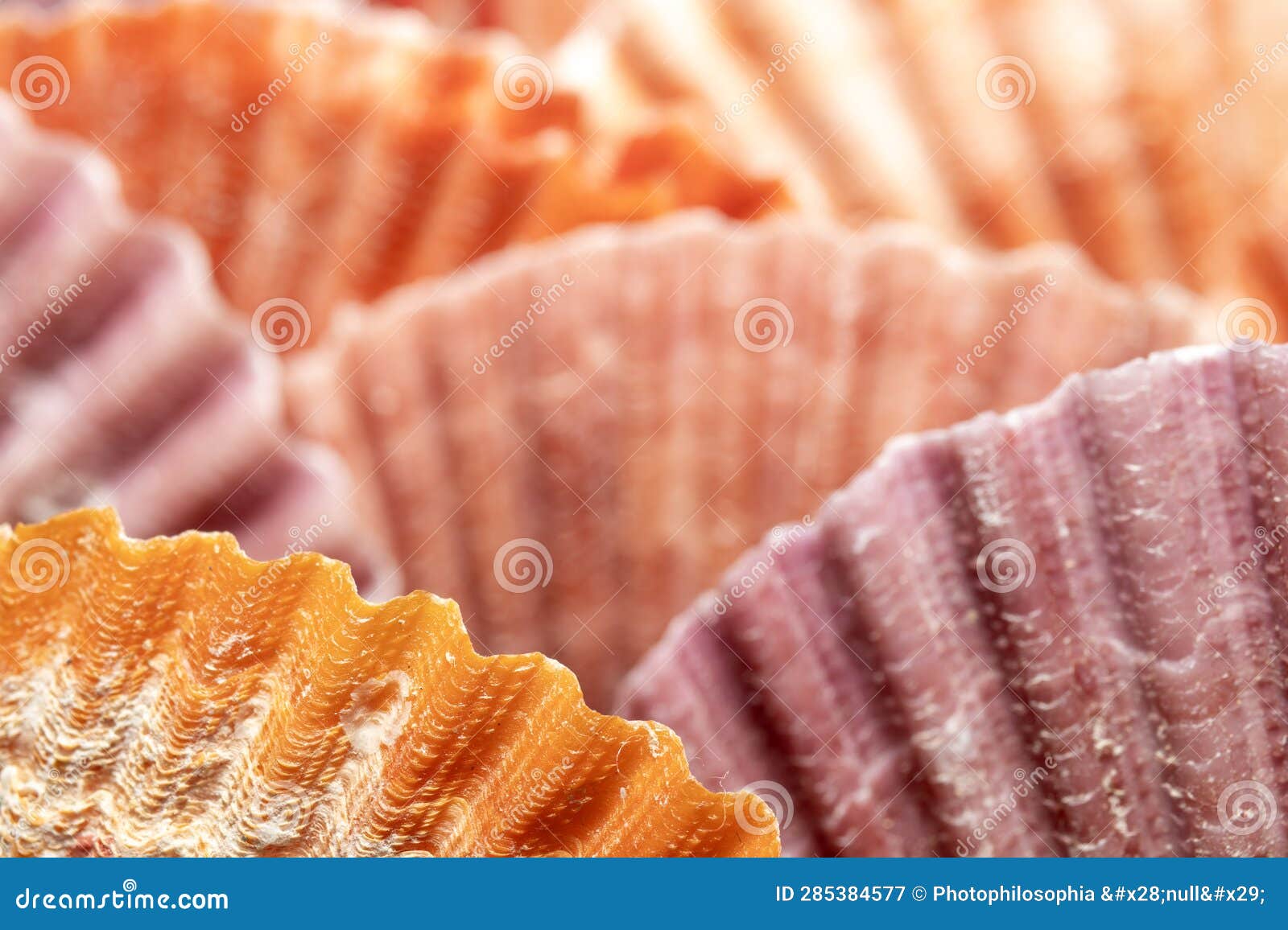 Shell Juxtaposed To Create Texture, Background. in Warm Colors Stock ...