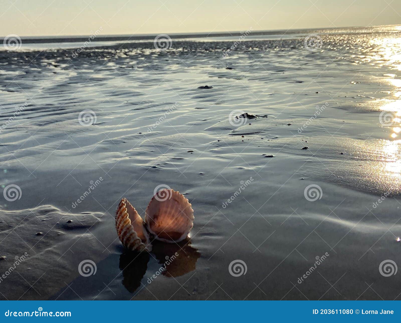Shell Open on Beach Landscape View at Low Tide Exposing Flat Sand with ...