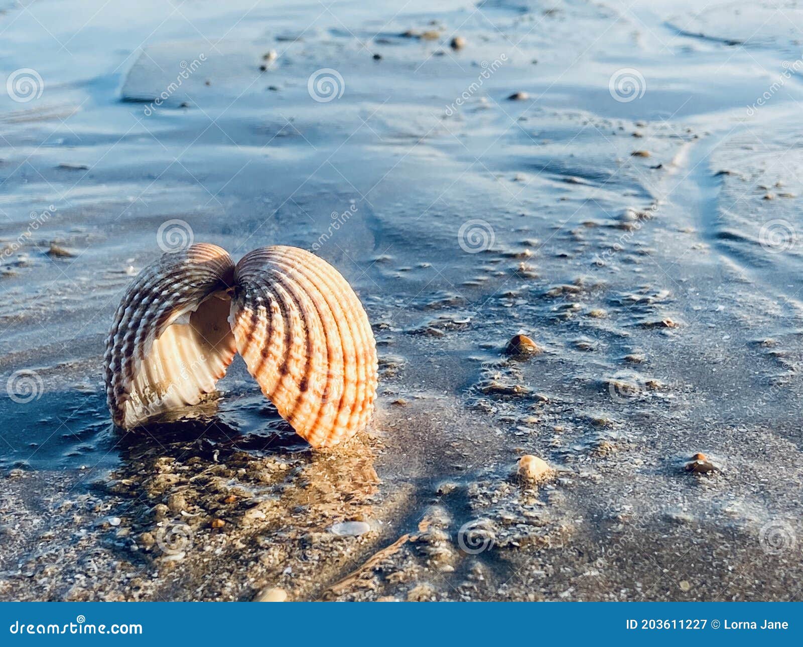 Shell Open on Beach Landscape View at Low Tide Exposing Flat Sand with ...