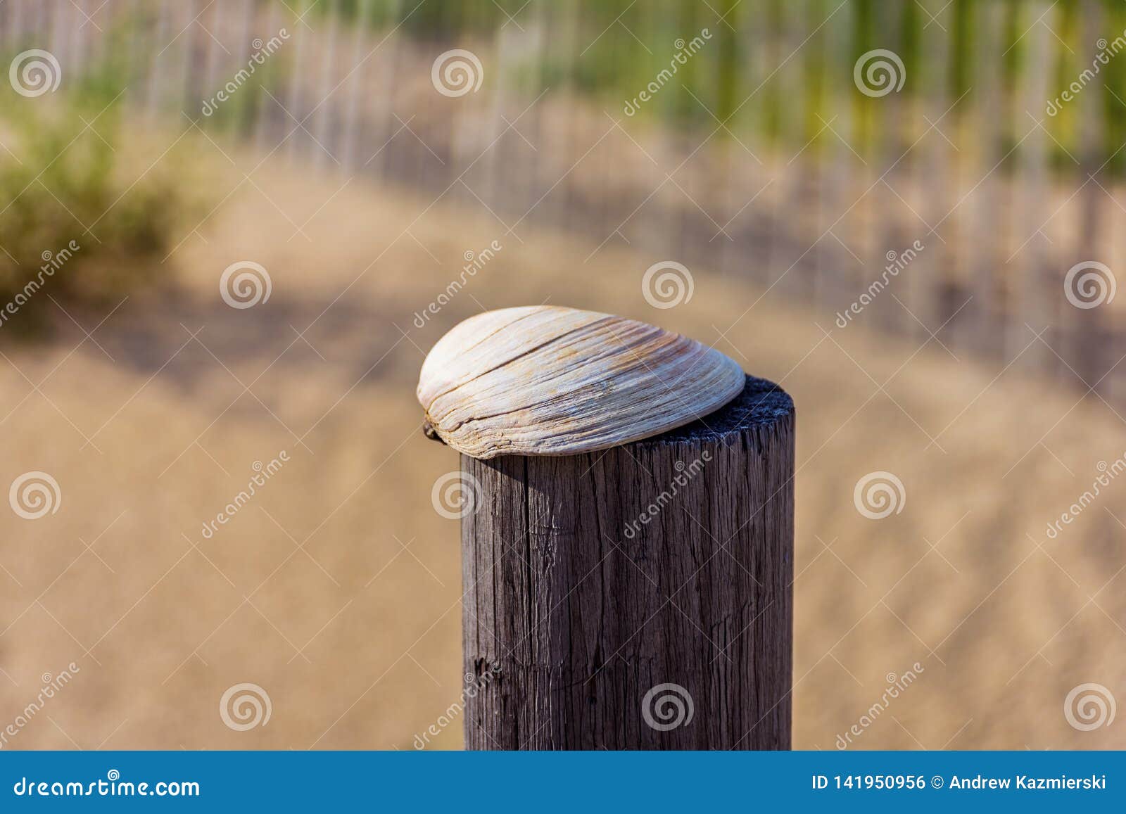 Shell on Post stock photo. Image of marine, wooden, seashell - 141950956