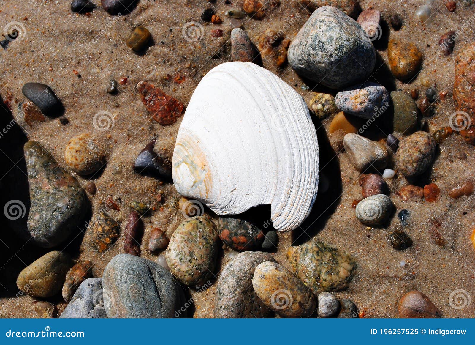 Shell among Rocks stock image. Image of shells, molusk - 196257525