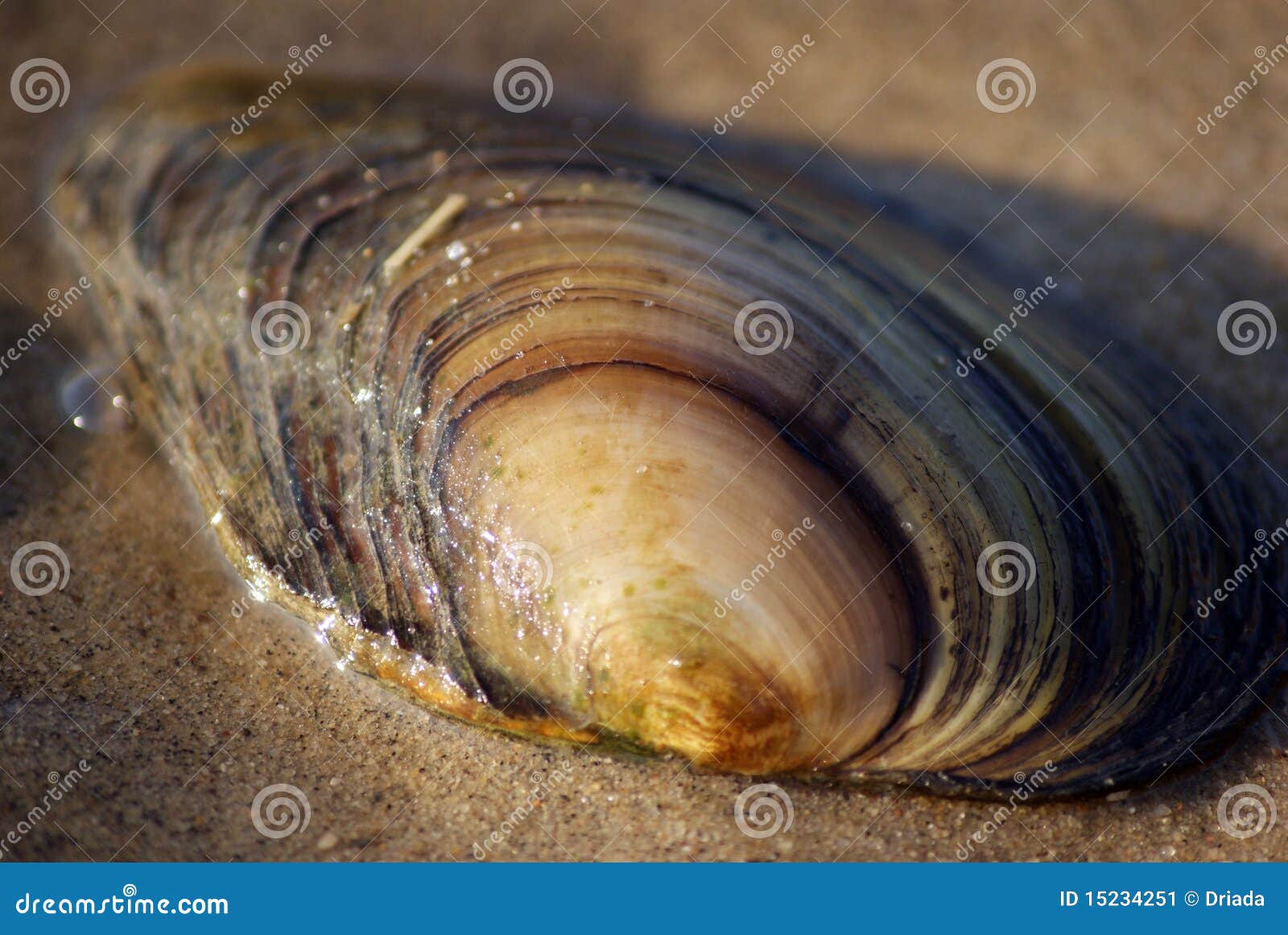 Shell on the Sand at Water Edge Stock Image - Image of grainules, open ...