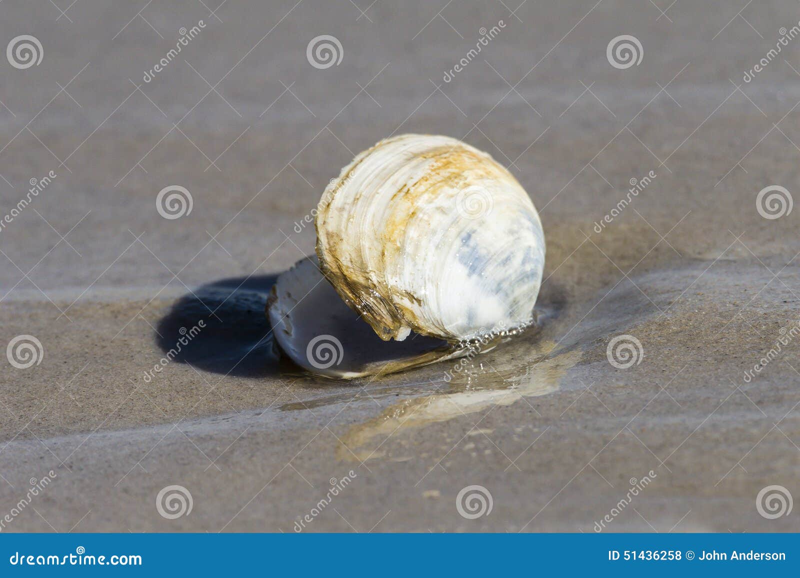 Shell stock photo. Image of state, marine, york, ocean - 51436258