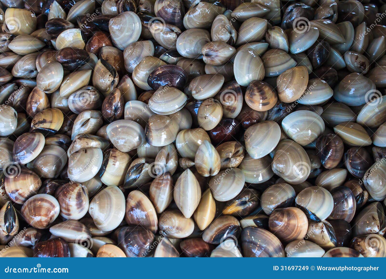 Shell stock image. Image of freshness, detail, closeup - 31697249