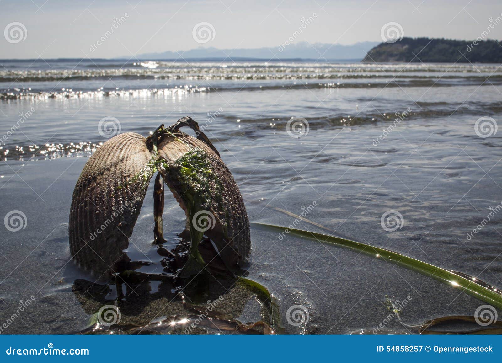 Clam Shell Stuck in Sandy Beach Mit Wellen Im Hintergrund Stockbild ...