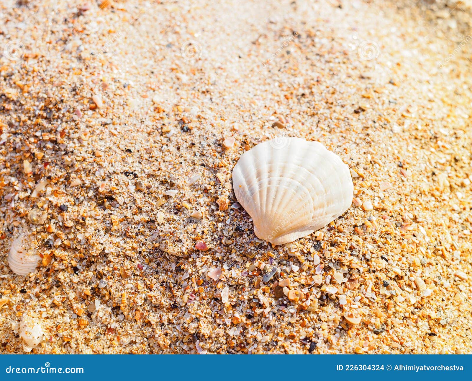 Shell in the Sun on the Beach Close Up Stock Photo - Image of sand ...
