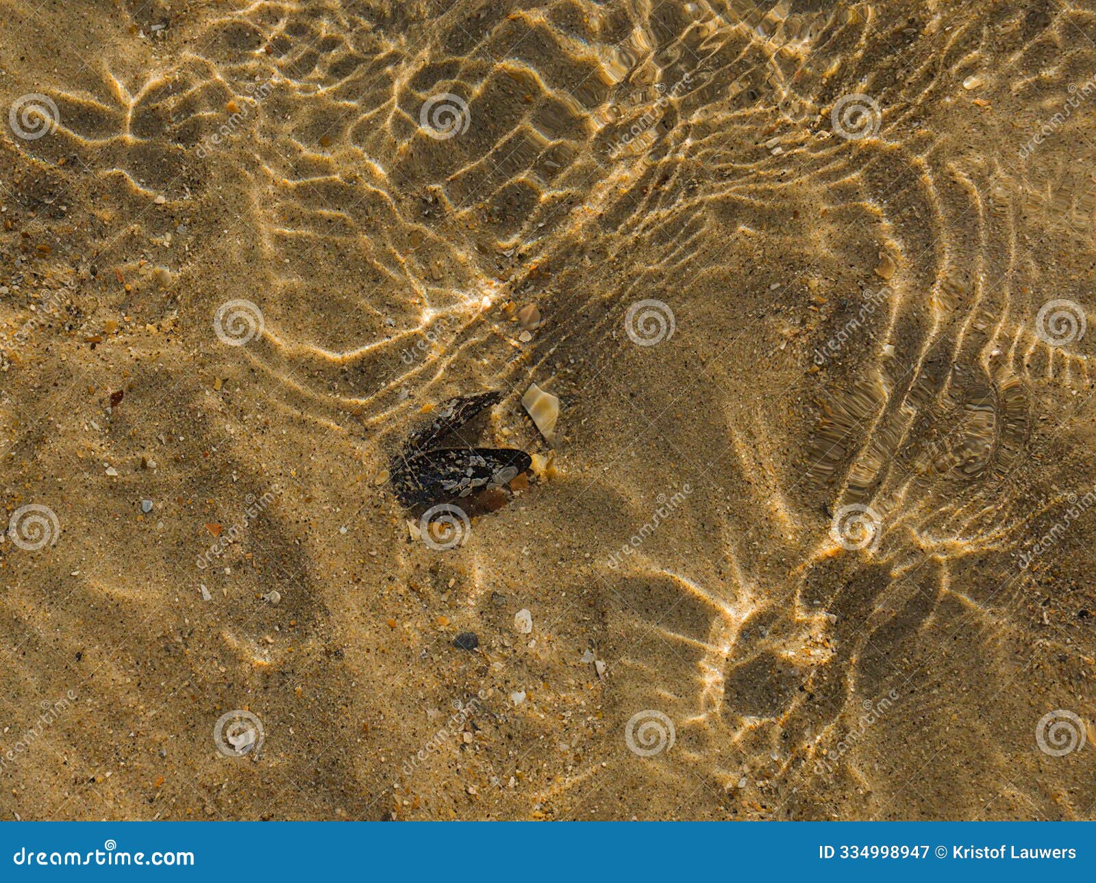 Shell Surrounded with Wavy Patterns of Sand and Water Stock Image ...