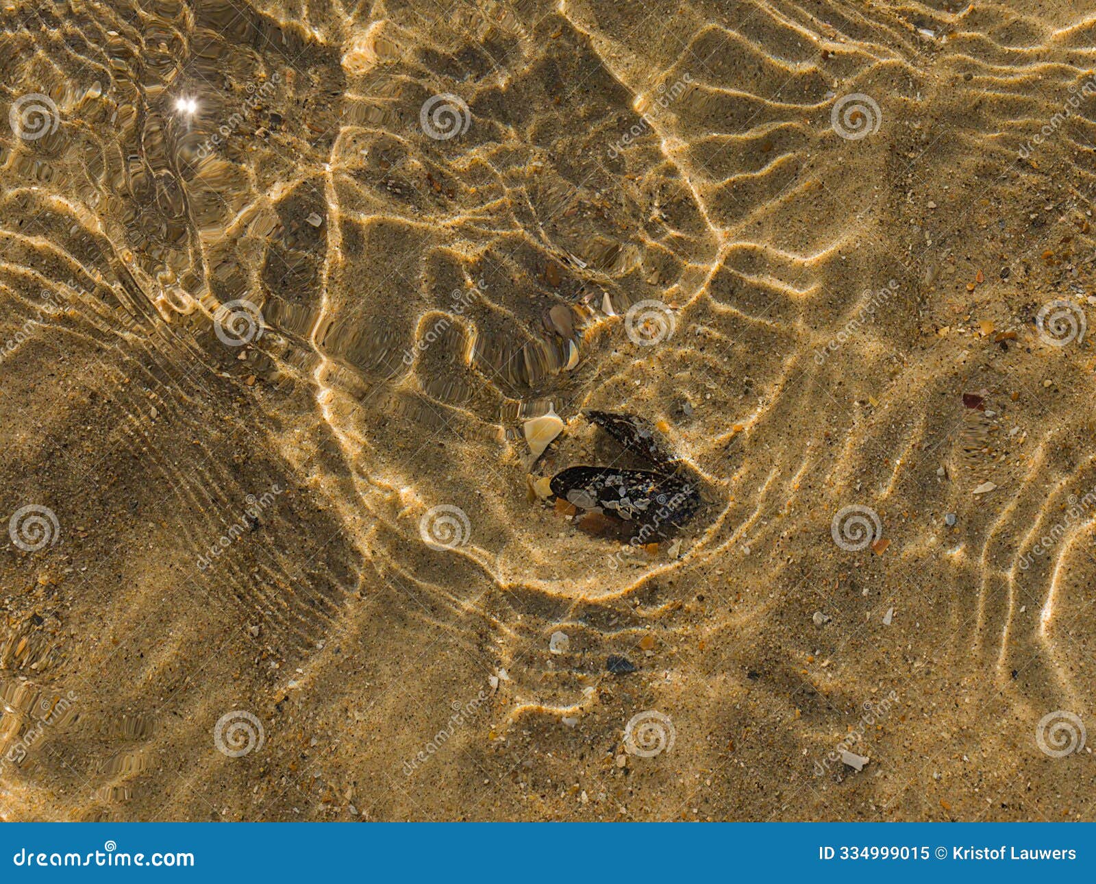 Shell Surrounded with Wavy Patterns of Sand and Water Stock Image ...