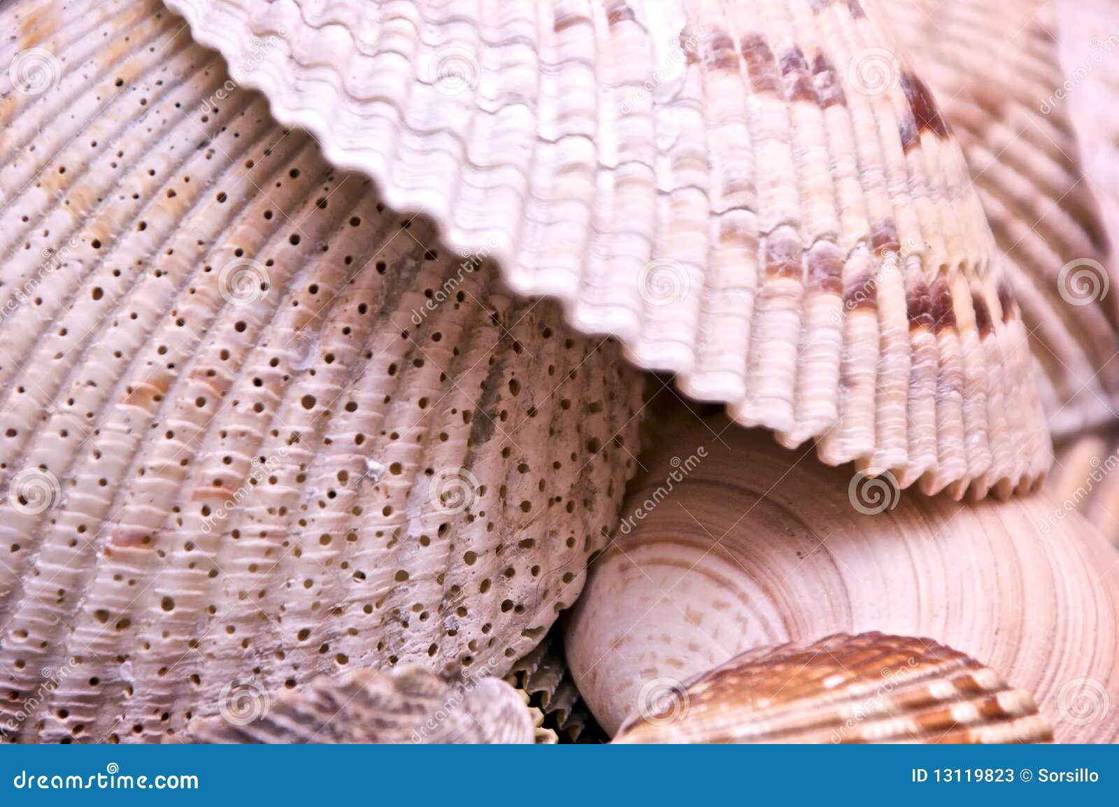 Shells stock image. Image of rippled, close, shells, stacked - 13119823