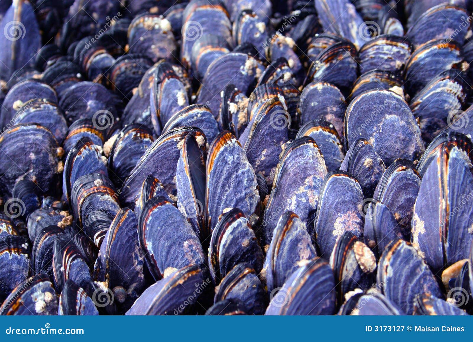 Shells stock image. Image of hard, blue, tweakhp, closeup - 3173127