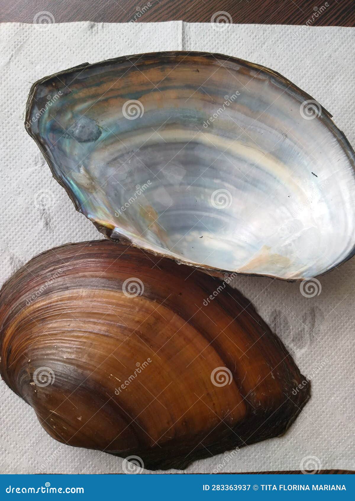 Shells, Fished from the Lake of Nature. Stock Image - Image of shells ...
