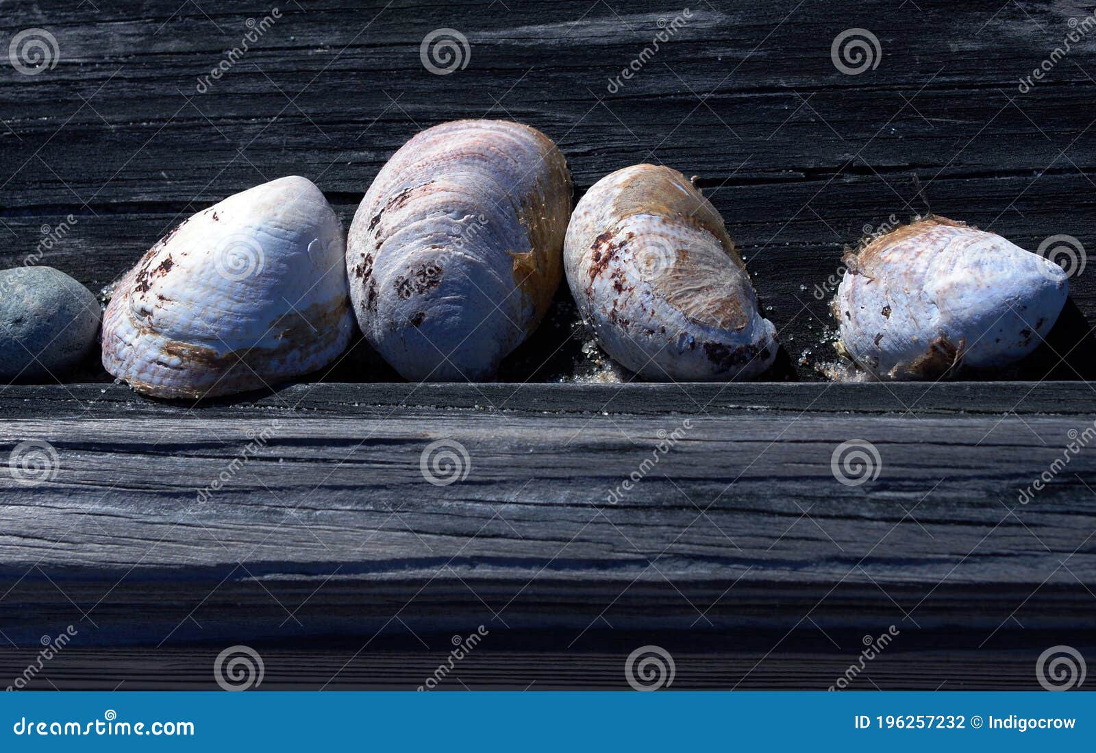 Line stock photo. Image of beach, animals, shells, lined - 196257232
