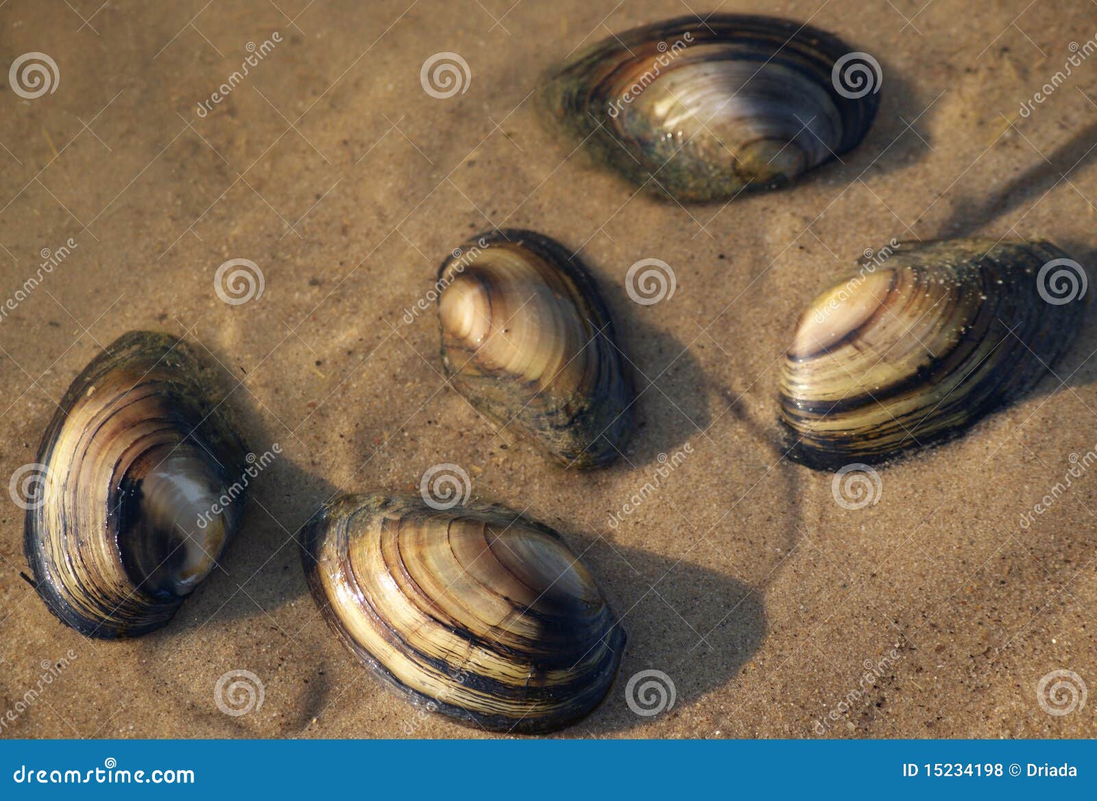 Shells on the Sand at Water Edge Stock Photo - Image of shell ...