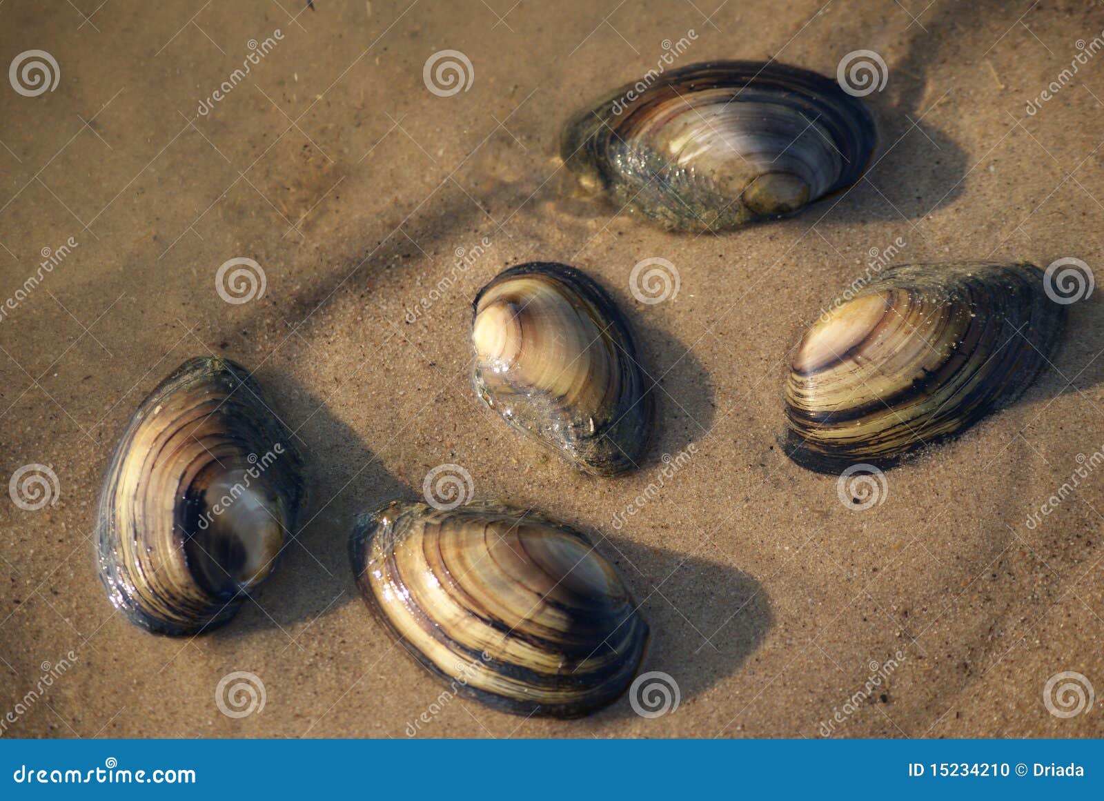 Shells on the Sand at Water Edge Stock Photo - Image of iridescent ...