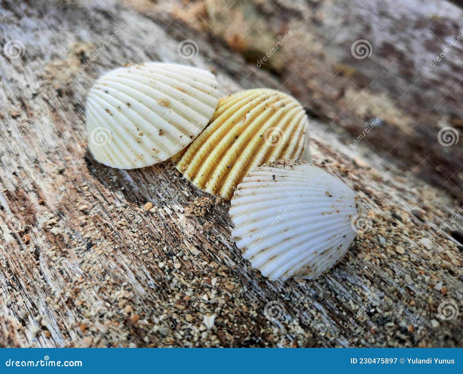 Shells Scattered on the Beach Stock Image - Image of shells, natural ...