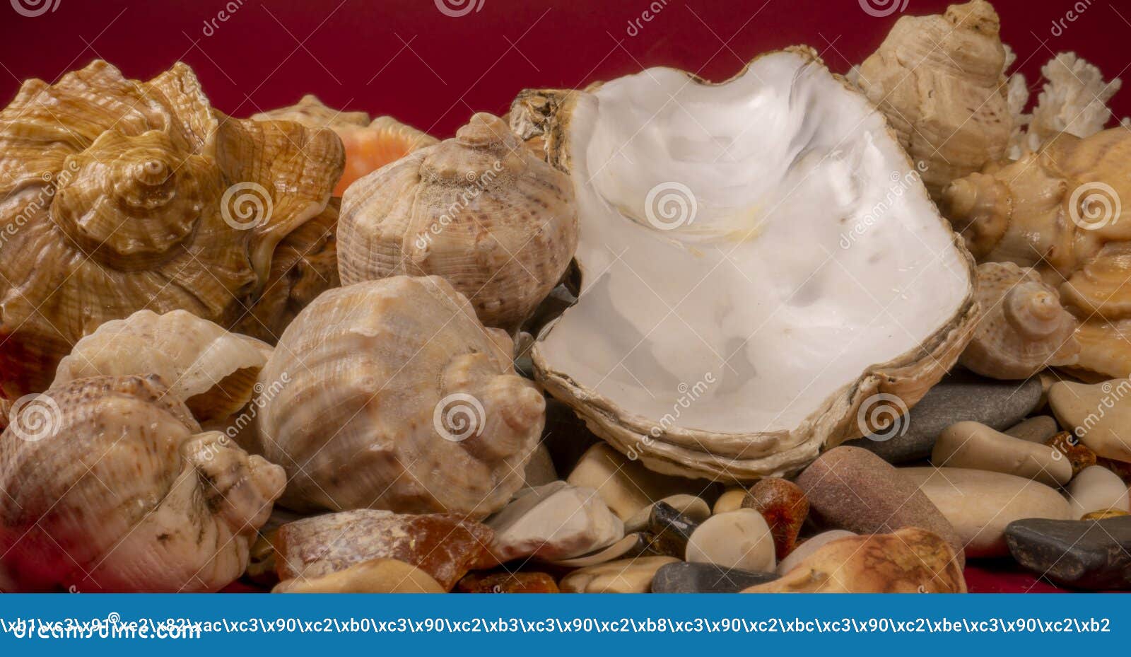 Shells on Sea Rocks Surrounded by Sea Shells. Close-up Stock Image ...