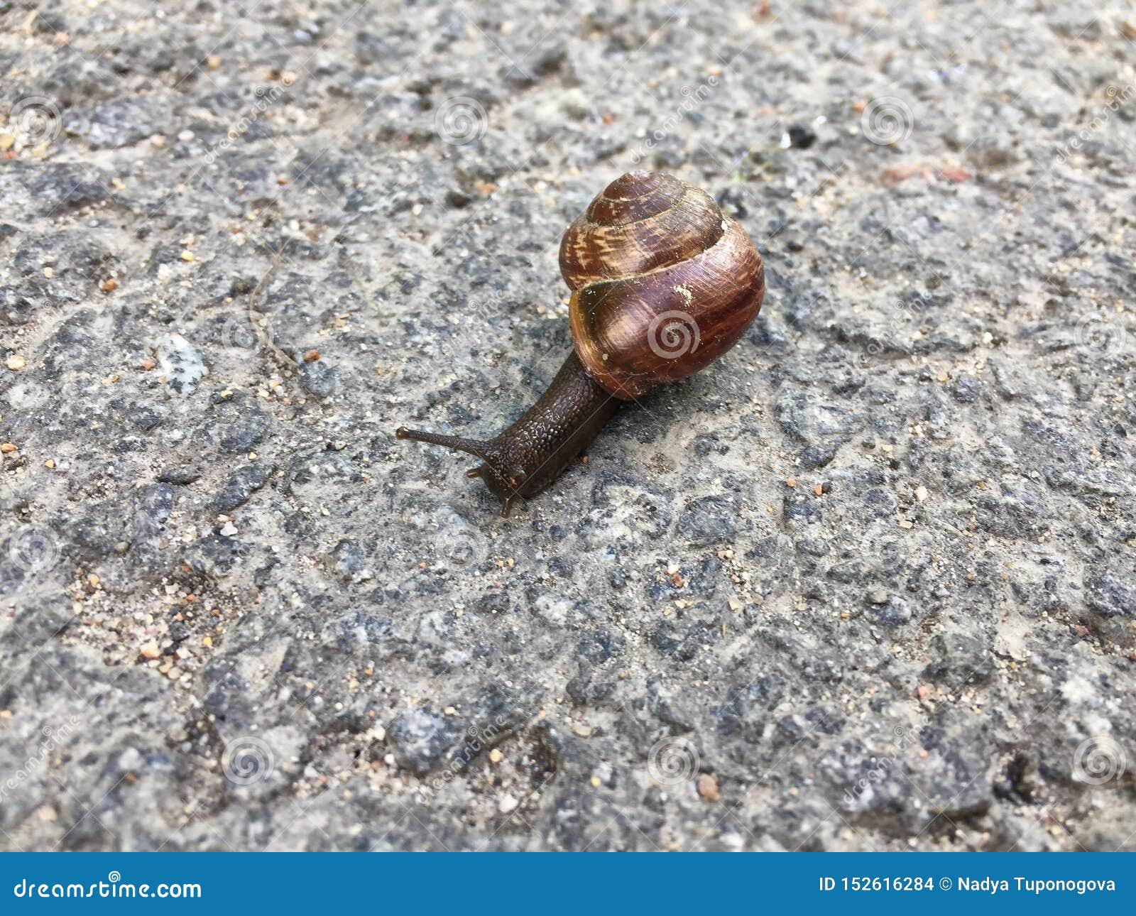 Snail shell path slug stock photo. Image of snail, path - 152616284