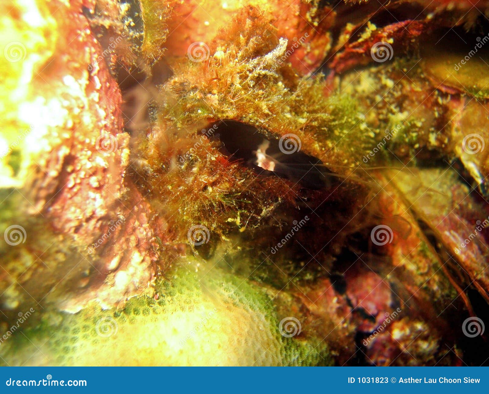 Spawning stock image. Image of mollusc, underwater, procreate - 1031823