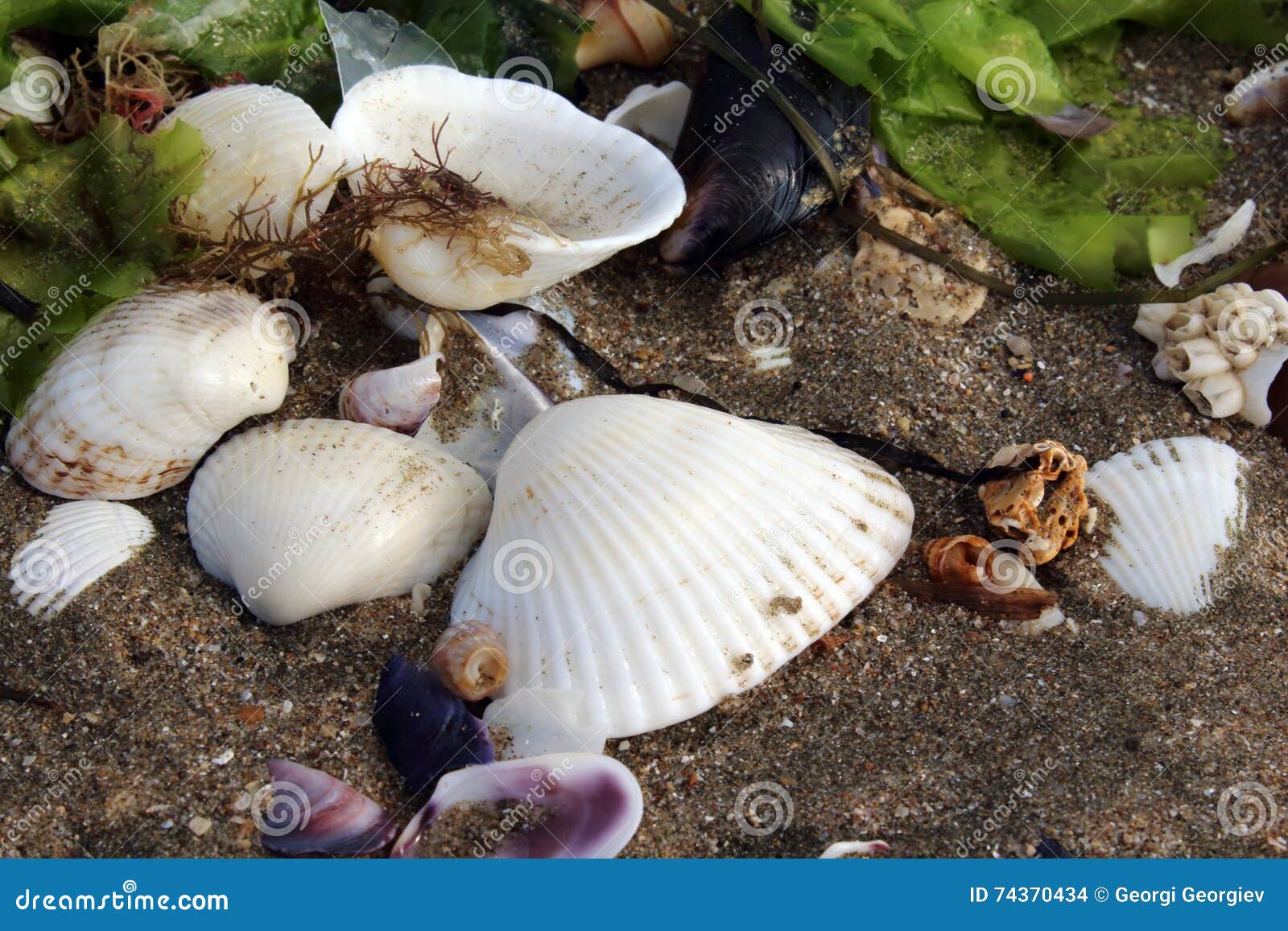 Clamb mida stock photo. Image of ground, grains, environment - 74370434