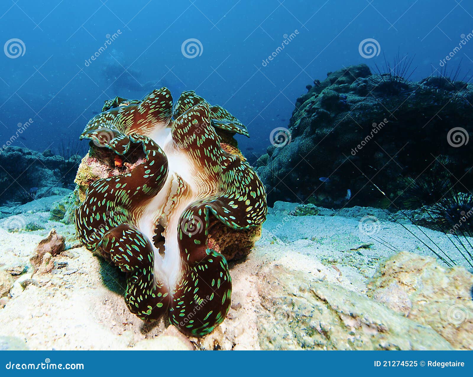 Clammy stock image. Image of seawater, pattaya, dive - 21274525