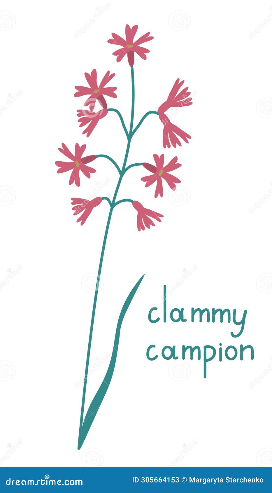 Clammy Campion Illustration Stock Illustration - Illustration of ...