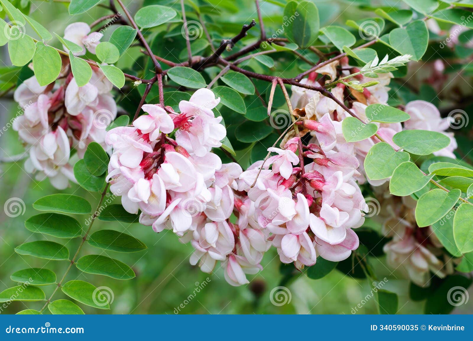 Locust Tree Pink Blossom Green Leaf Stock Photography | CartoonDealer ...