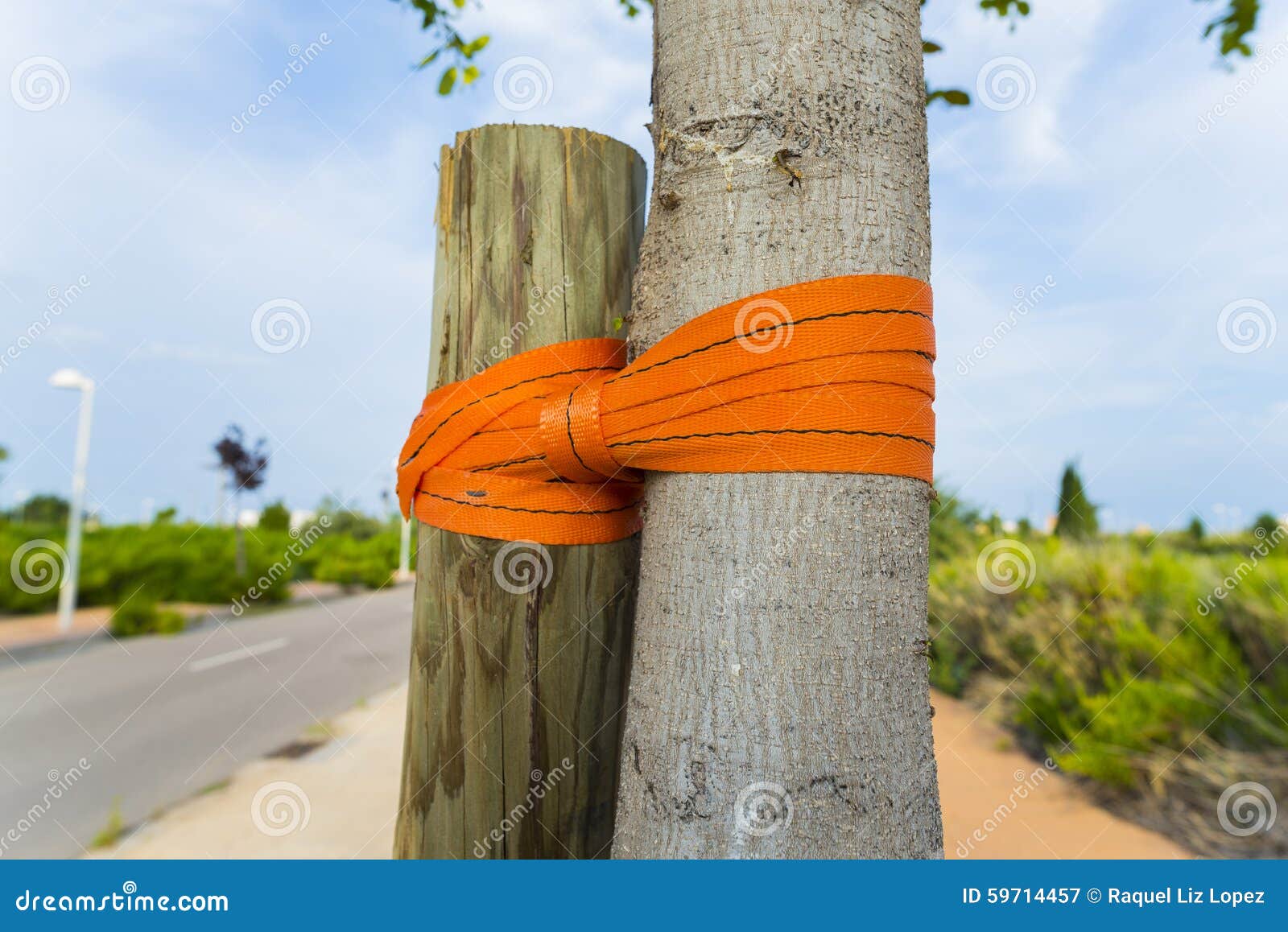 Clamping tree. stock image. Image of orange, strut, sergeant - 59714457